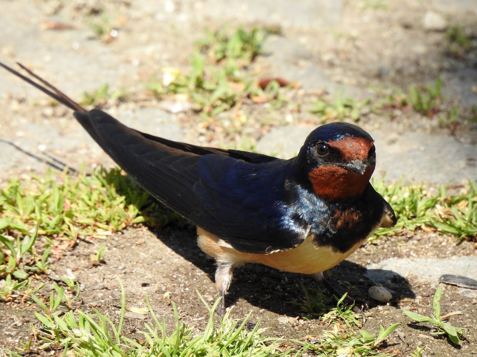PASARI DIN ROMANIA: RANDUNICA, Hirundo rustica