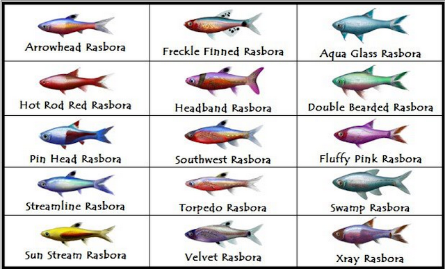 Tapfish 101: Rasbora event