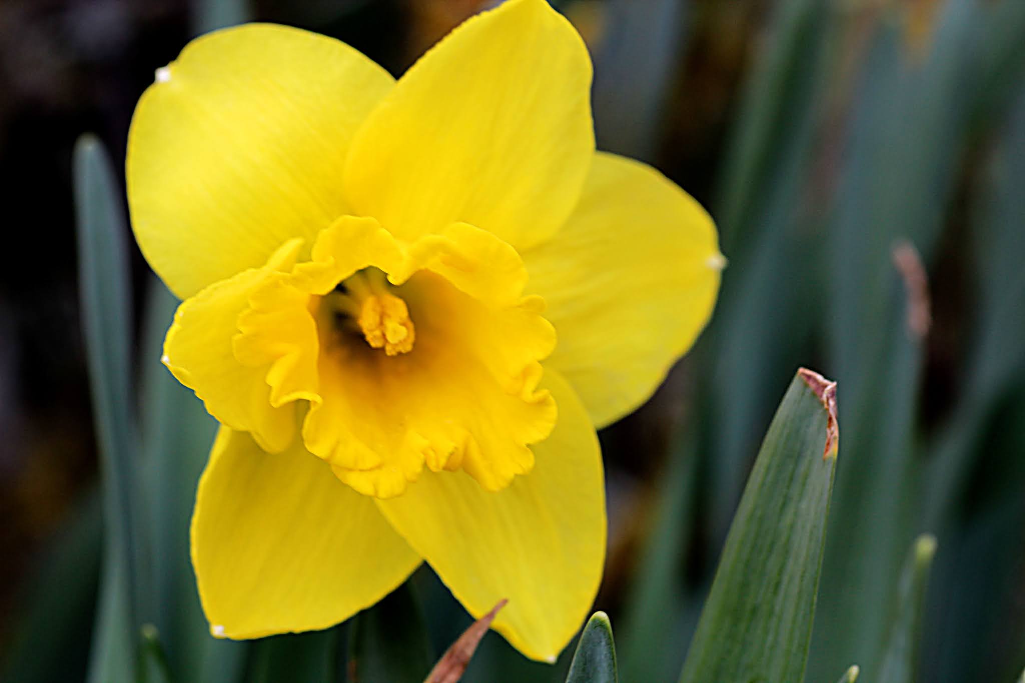 Ballades et songes en photos: Fleurs de Printemps