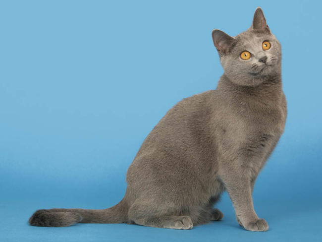 passion chat: Chartreux
