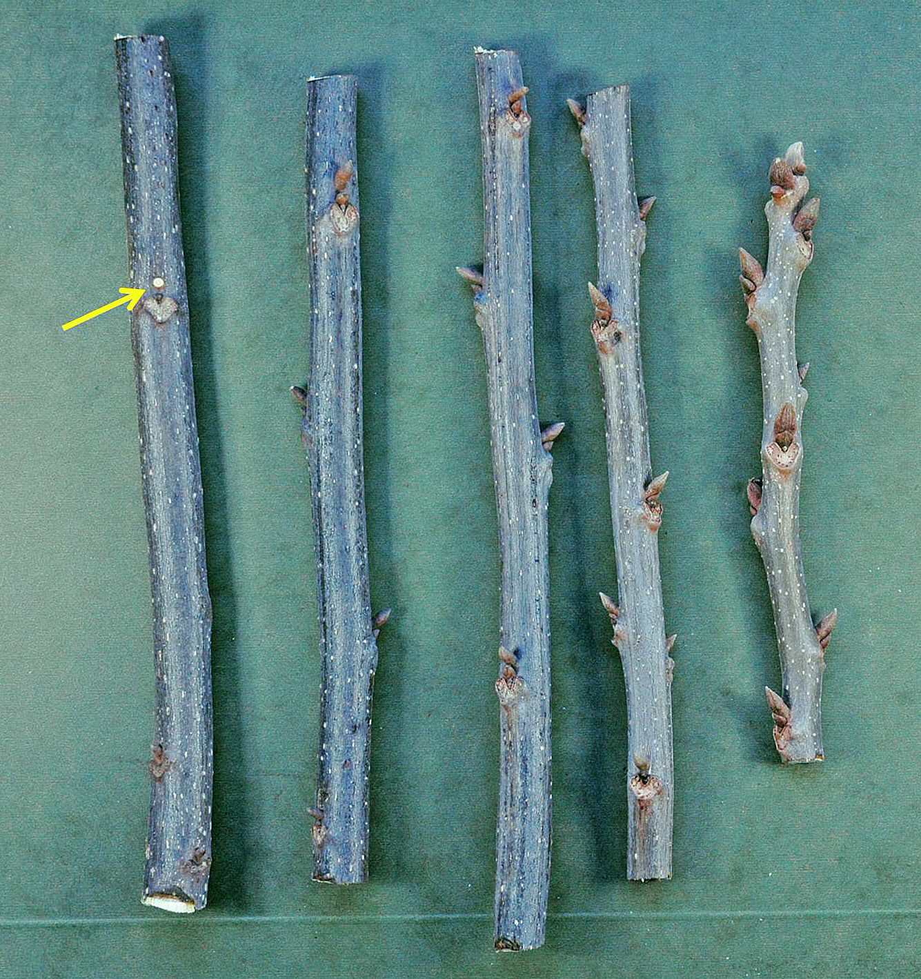 Northern Pecans: Orchard thinning yields great scionwood.