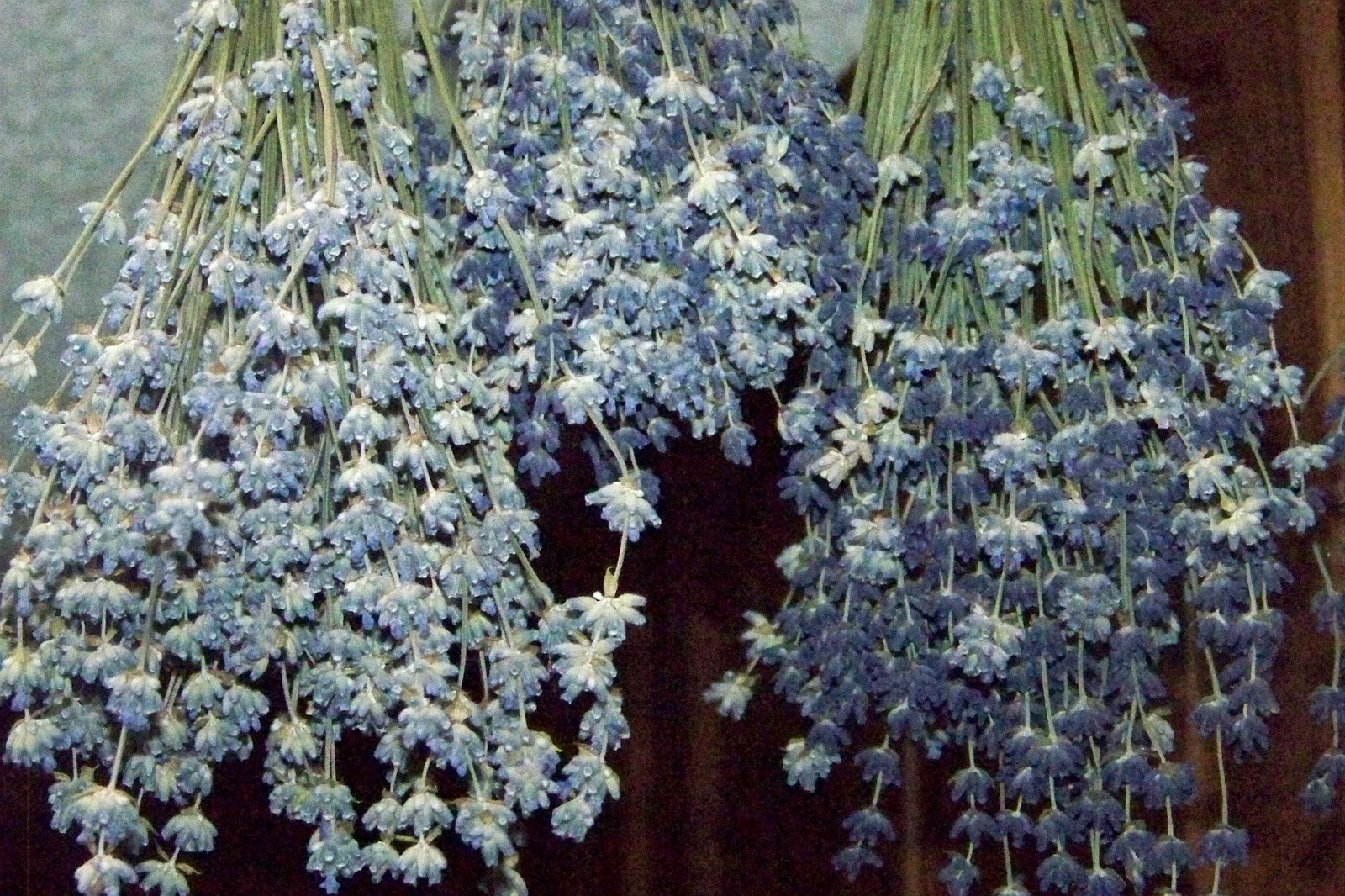 Rustic Farm Living: Everything Lavender