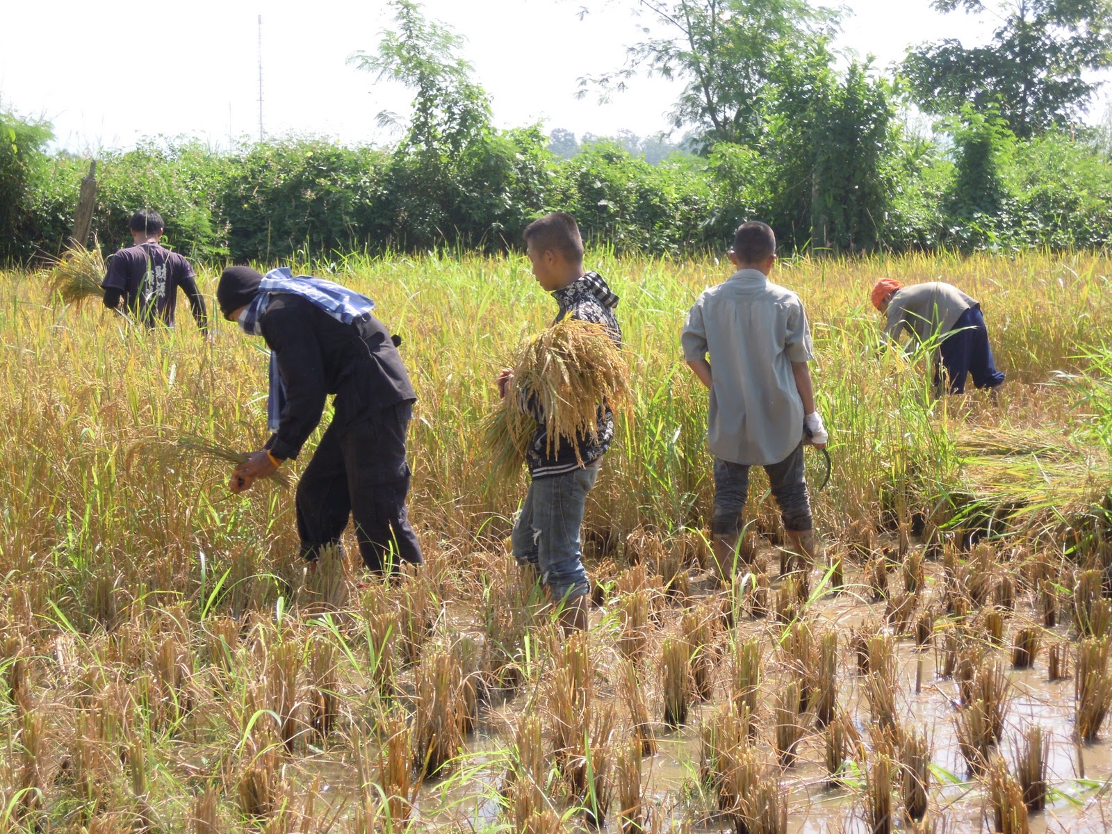 Un an en terre karen dans les montagnes thaï: La récolte du riz