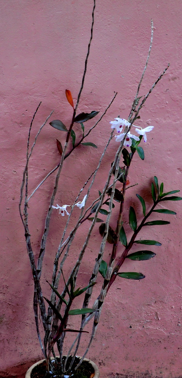 Wild orchids in sumatra: Anisopetala annae (J.J.Sm.) M.A.Clem., 2003