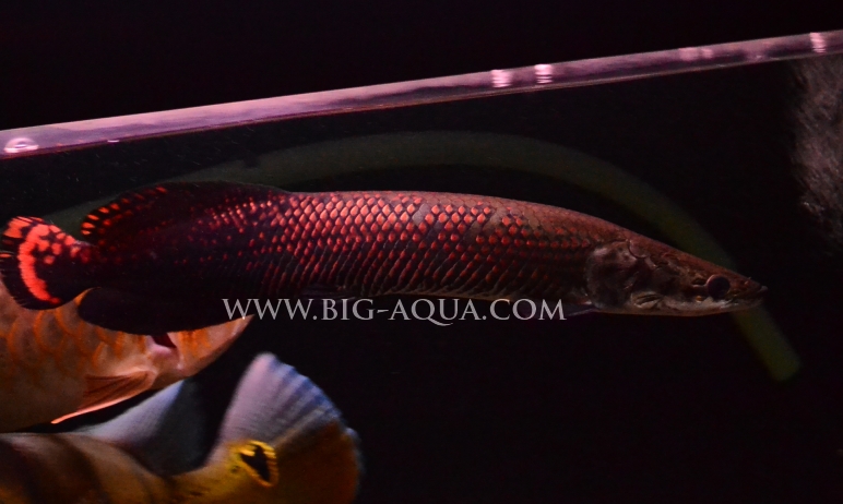 Quality Red Arapaima Gigas ~ Big Aqua