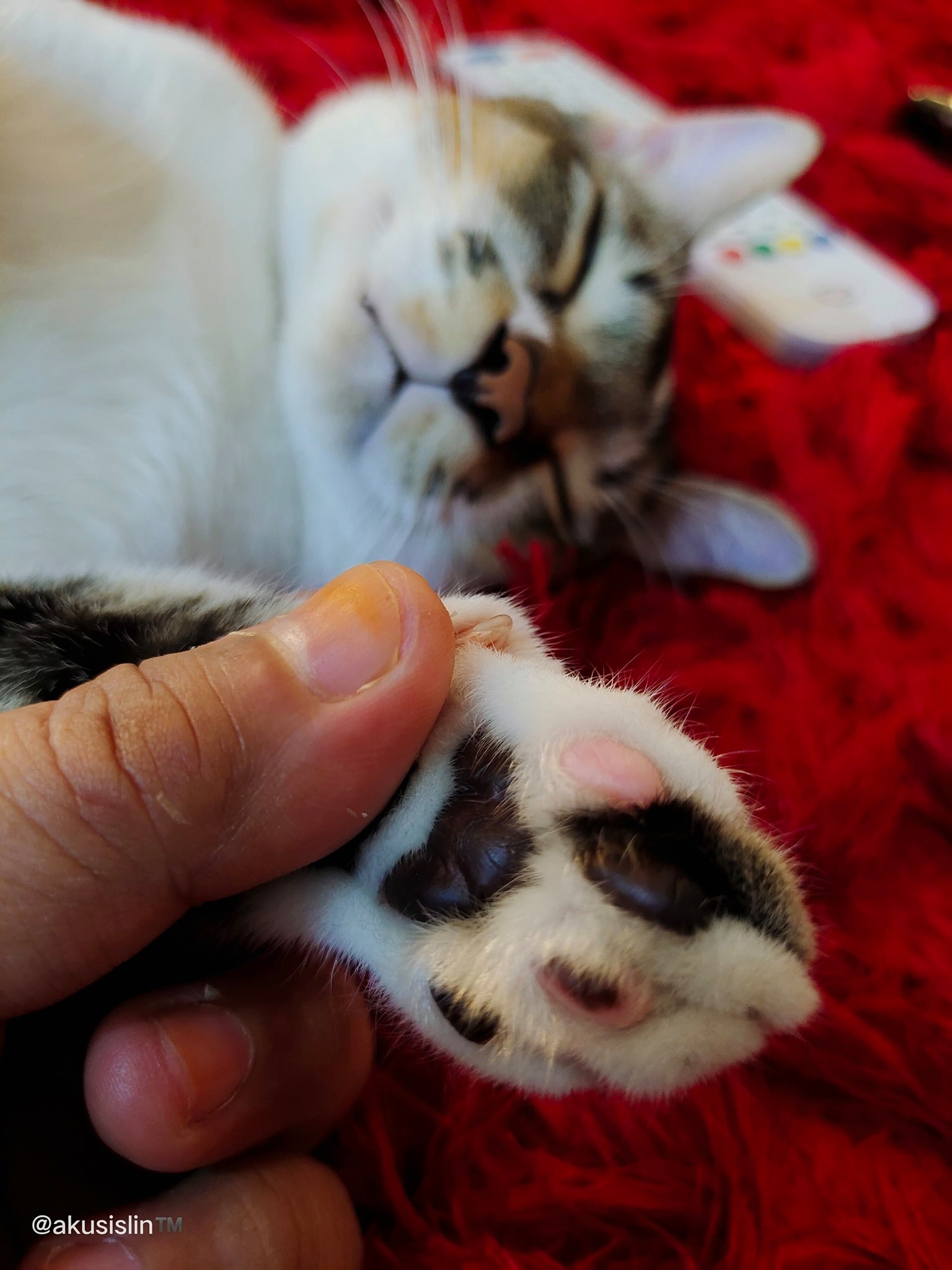 FAKTA MENARIK MENGENAI TAPAK KAKI KUCING