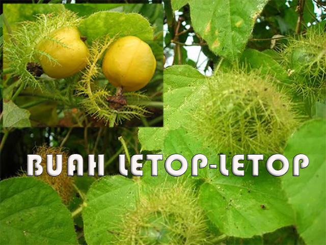 LORAS..Active To Survived: 59 Jenis Buah Hutan Yang Selamat Dimakan ...