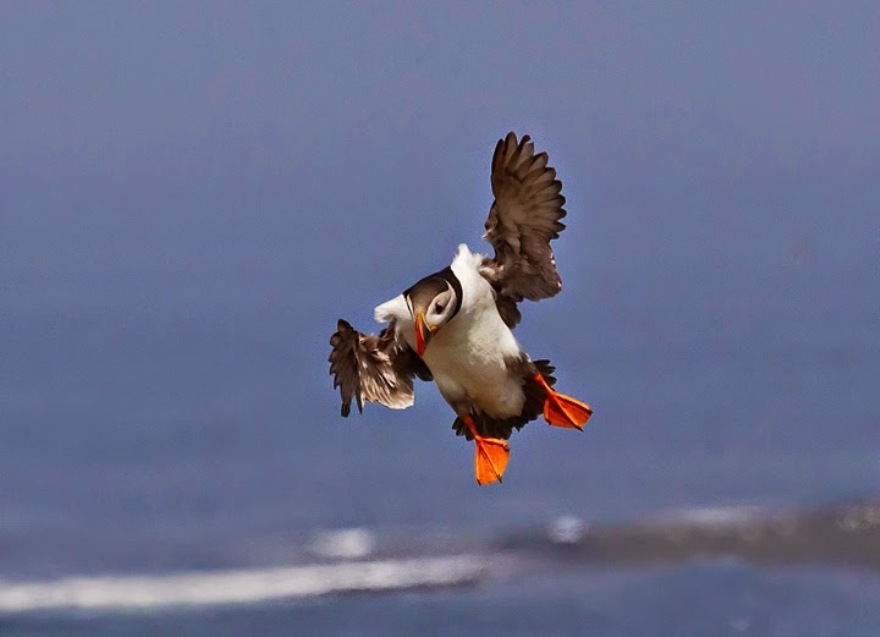 PUFFINS photos - wallpapers (ανανεωμένο) | the fun bank