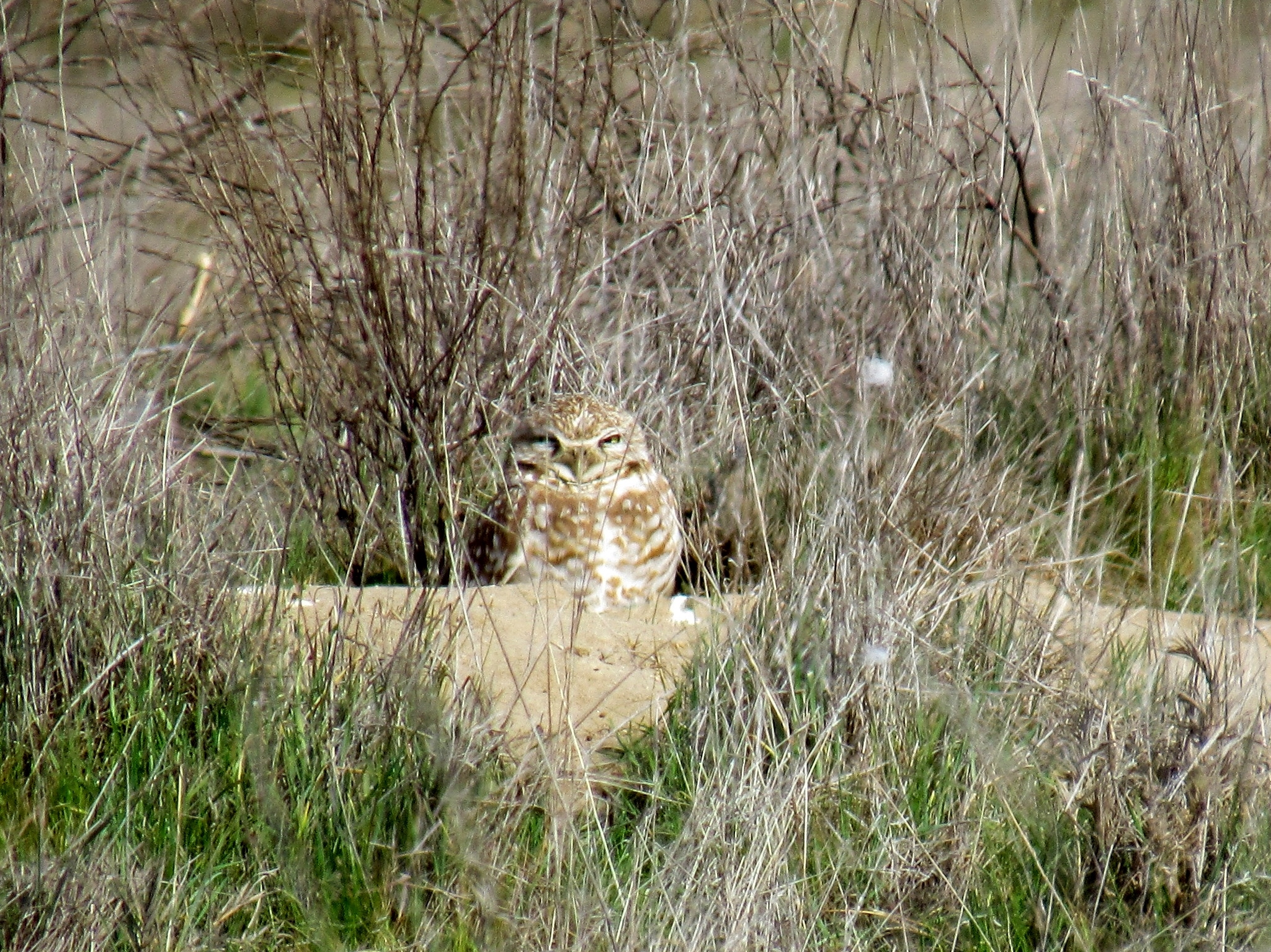 Grassland Gnomes: Burrowing Owls at Dusk
