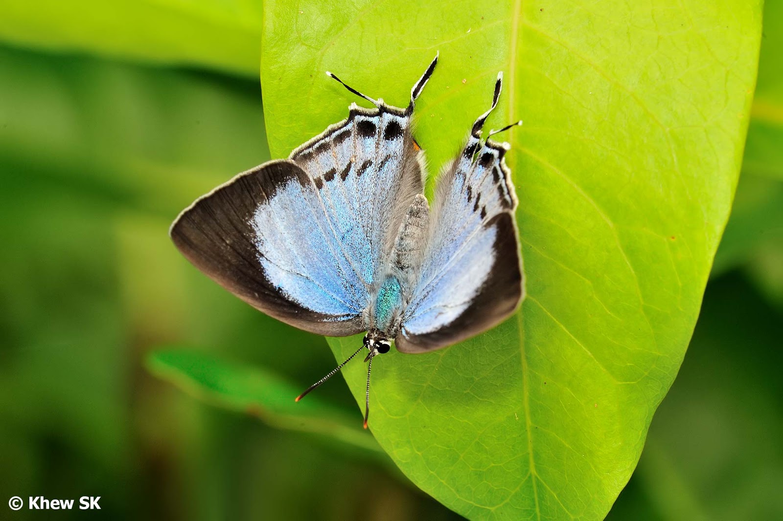 Butterflies of Singapore: Singapore's Royalty - Part 1