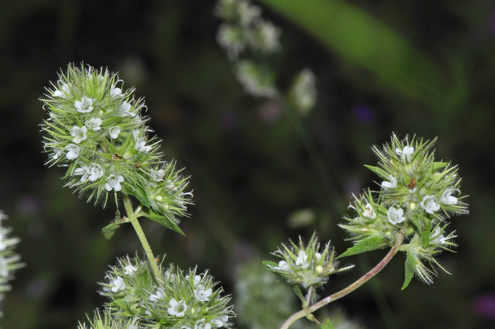 Desde Alájar: Tomillo blanco