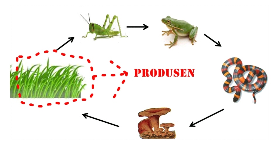Peran Organisme pada Ekosistem: Produsen, Konsumen, Detrivor dan Dekomposer