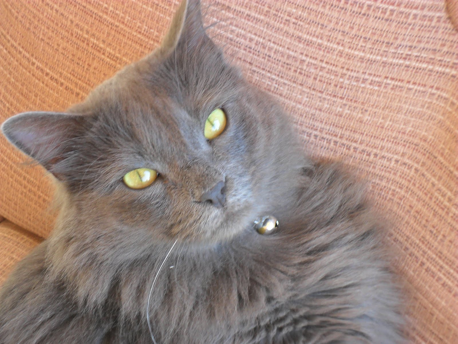 diabetic-cats-in-need-scratch-stays-with-his-beans