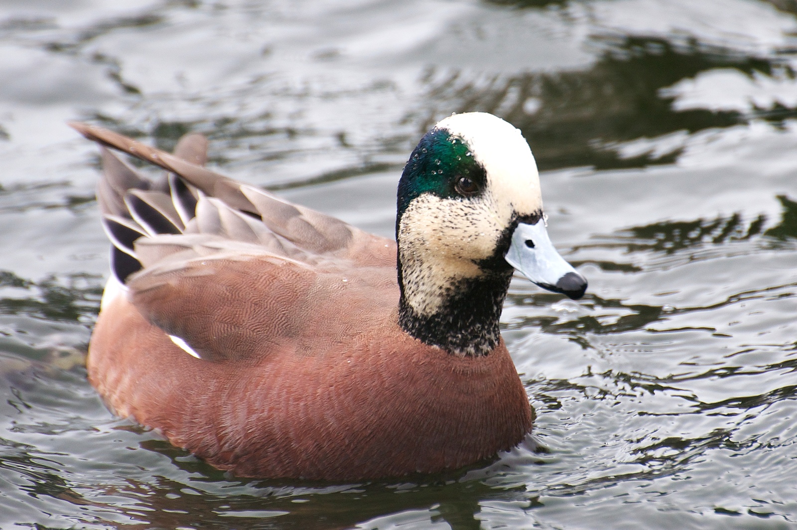 NW Bird Blog: American Wigeon - "White Cheeked"