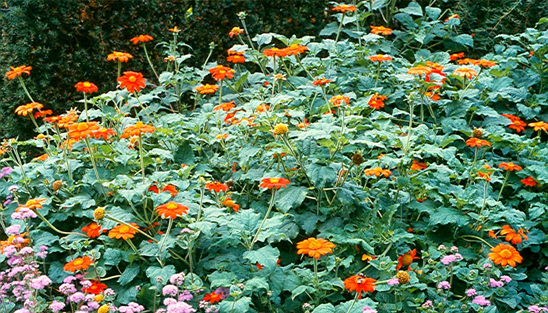 Mexican Sunflower Vine