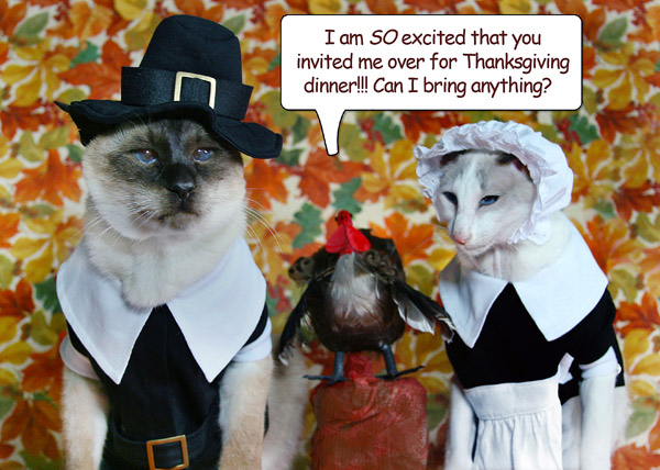 Chita Juice: Because Cats Love Thanksgiving Too