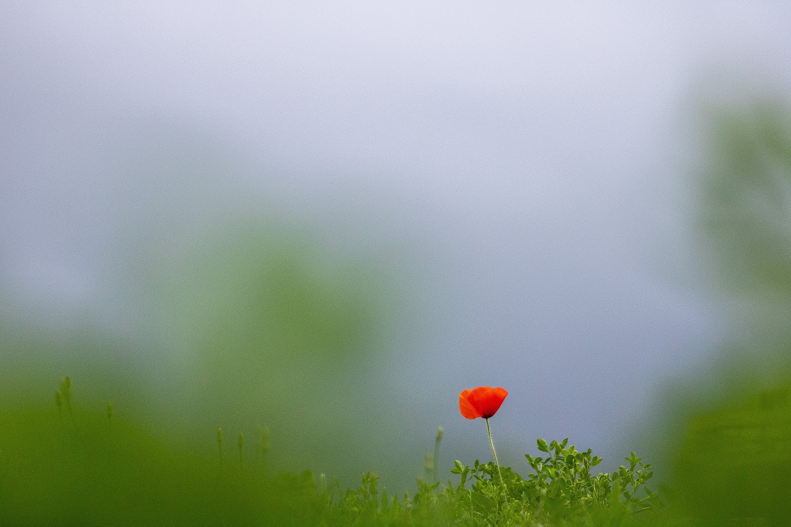 Que un solo verso nos salve: Una flor sola
