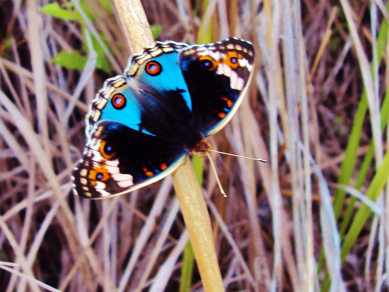 Biodiversity Capiz: Blue Pansy Butterfly