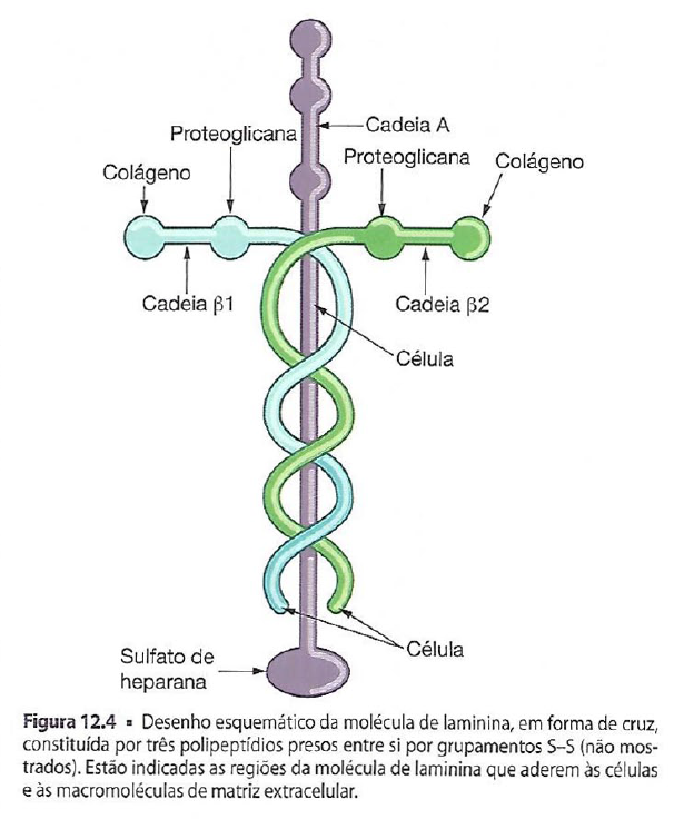 BIOLOGIA PARA A VIDA : janeiro 2021