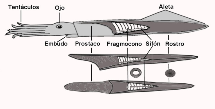 CH´USAY: Belemnites