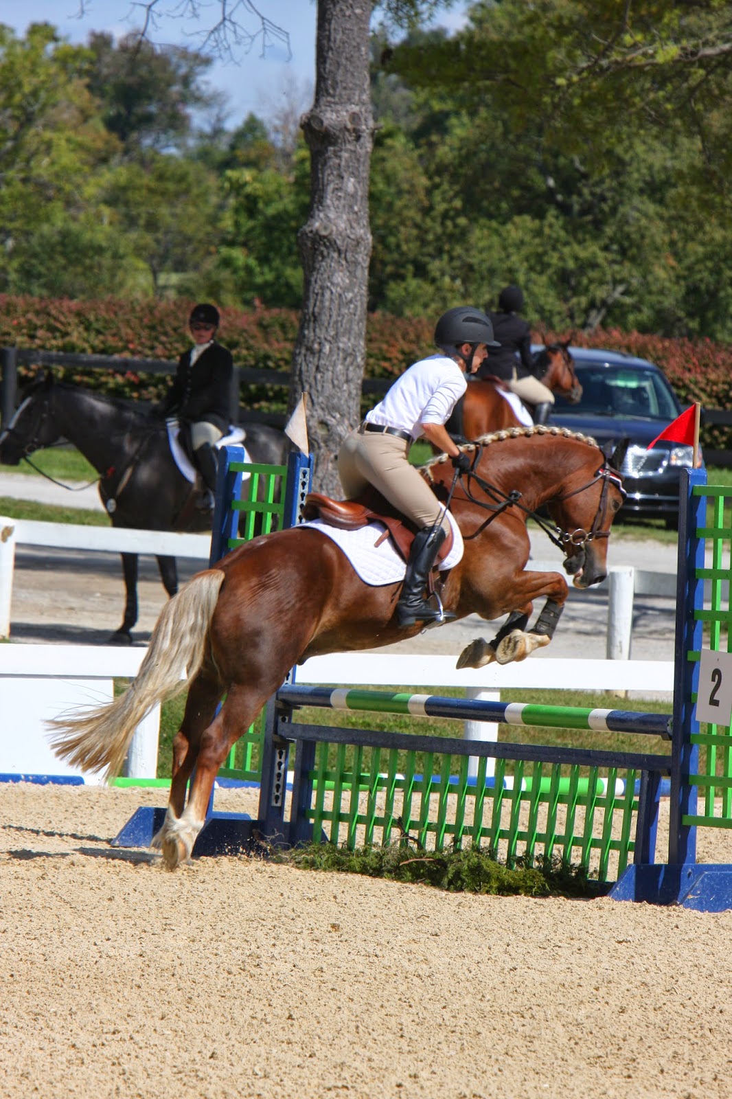 Cob Jockey: Jump Start HT: Show Jumping