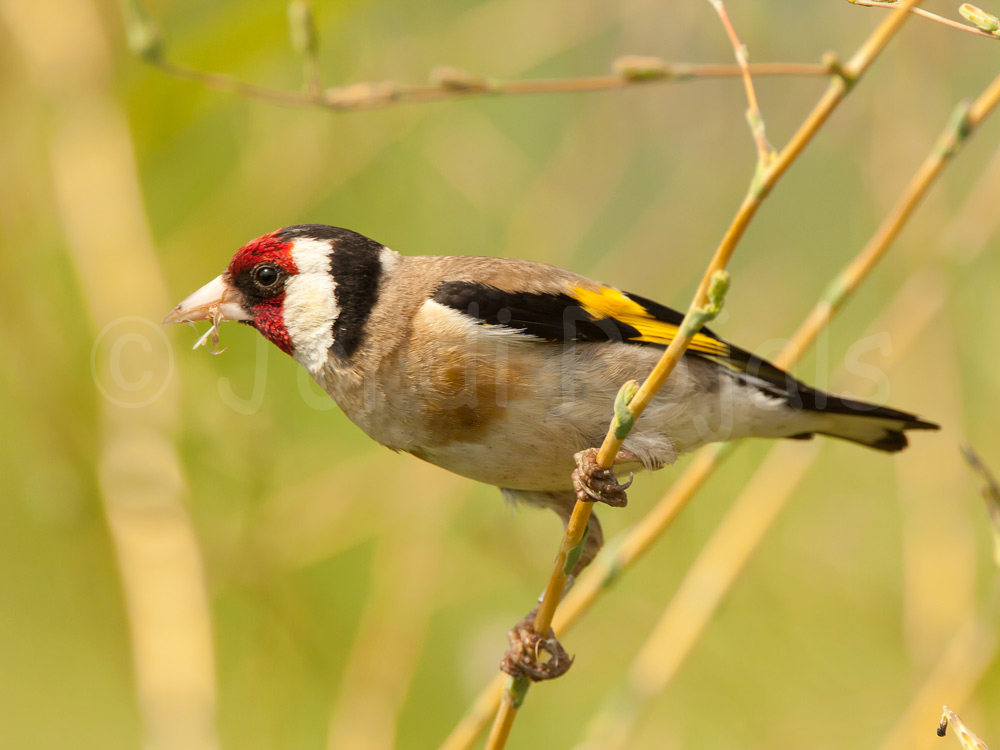 NATUREPHOTO: de març 2011