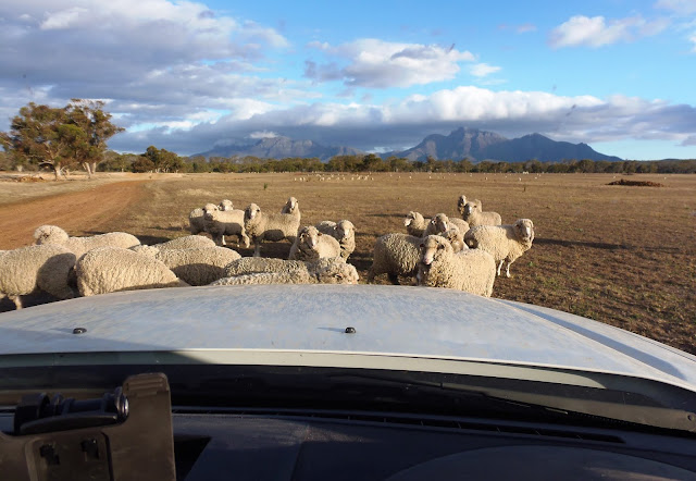 Goin' Feral One Day At A Time: Bluff Knoll Carpark to First Arrow ...