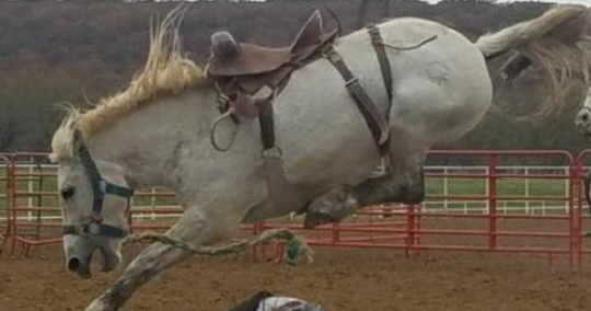 daily timewaster: Playing the game of Jump the Cowboy