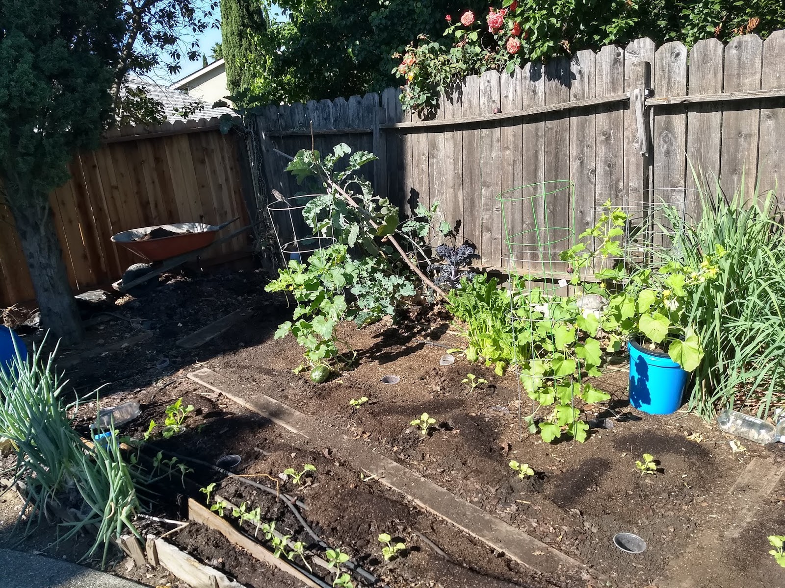 The Scientific Gardener: Increasing soil fertility by combining compost ...