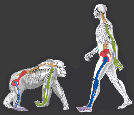BECRE - ES Cacilhas-Tejo: Bipedismo nos Primatas: mais um passo em frente
