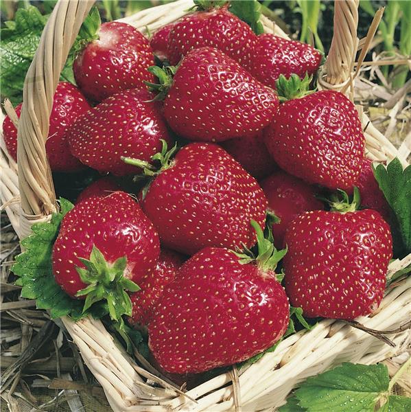 Planter des fraisiers, c'est facile ! - Les Carnets de Georges Delbard