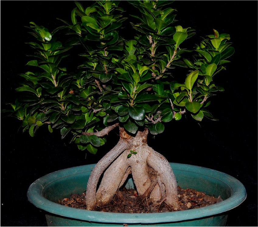 LENNARD'S BONSAI BEGINNINGS.: Ginseng (Pot Belly) Ficus.
