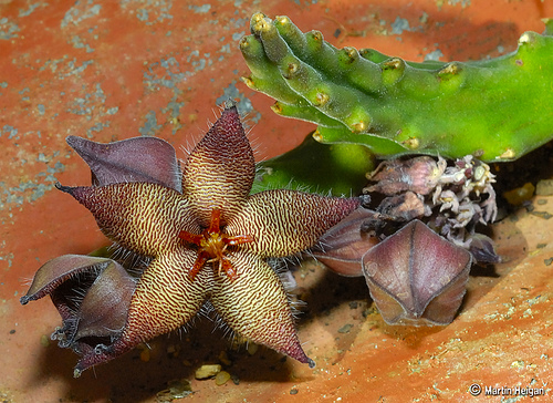 STAPELIA SPECIES ~ Cactus and suculents