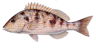 ___Tampa Urban Angler_________: Catching Trophy Snook - The Endless ...