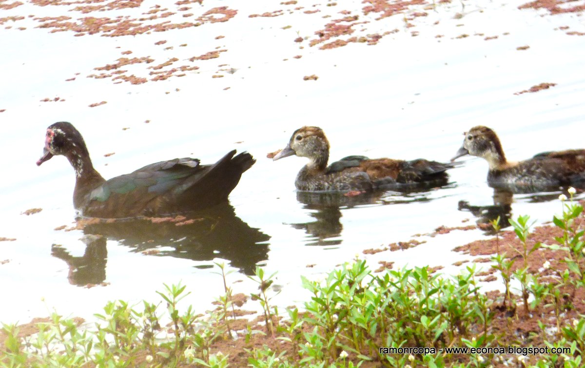 Aves del NOA y algo mas..: Pato criollo(Cairina moschata)