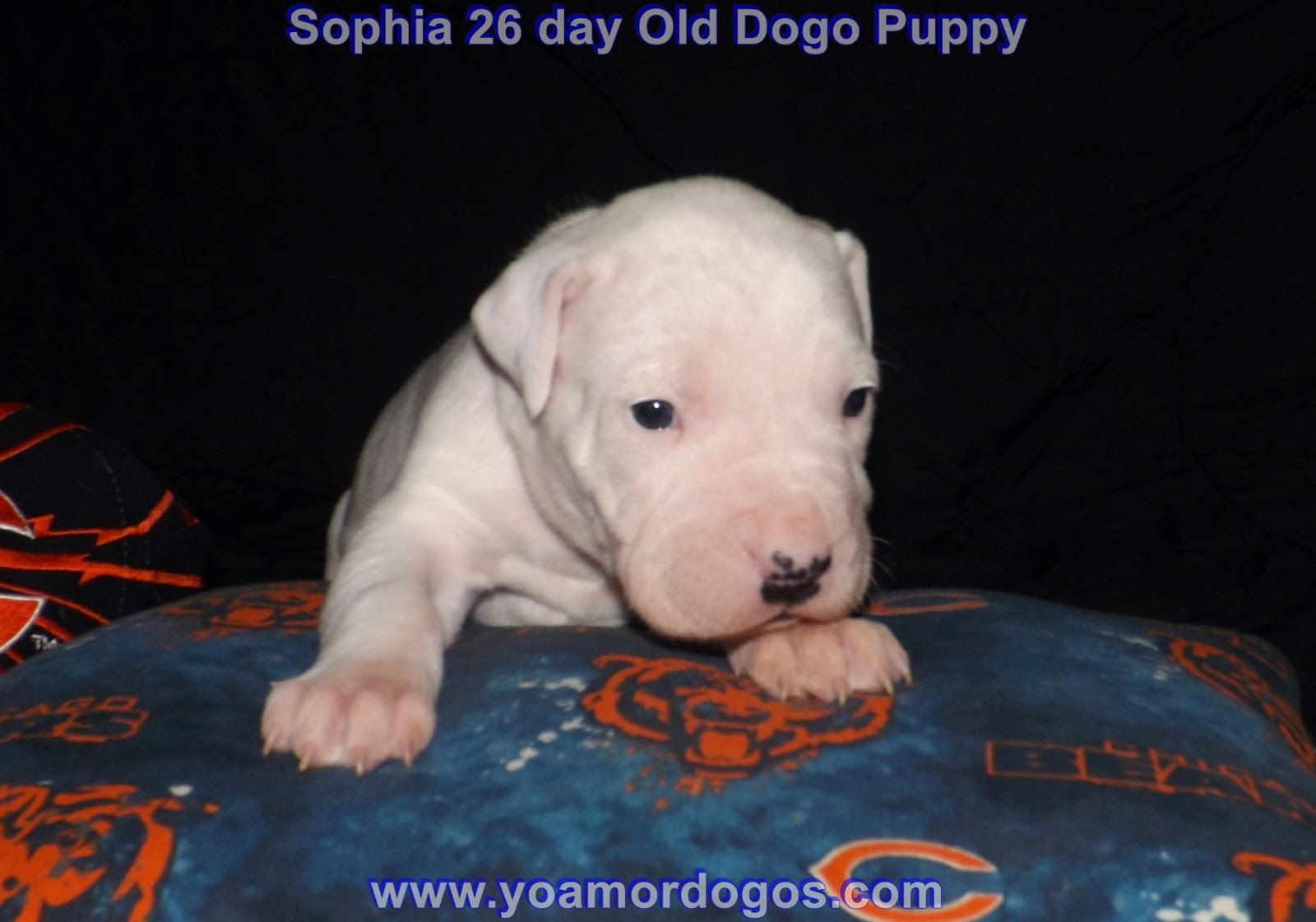 Yo Amo Dogos aka Yo Amor Dogos: Female Dogo Argentinos For Sale