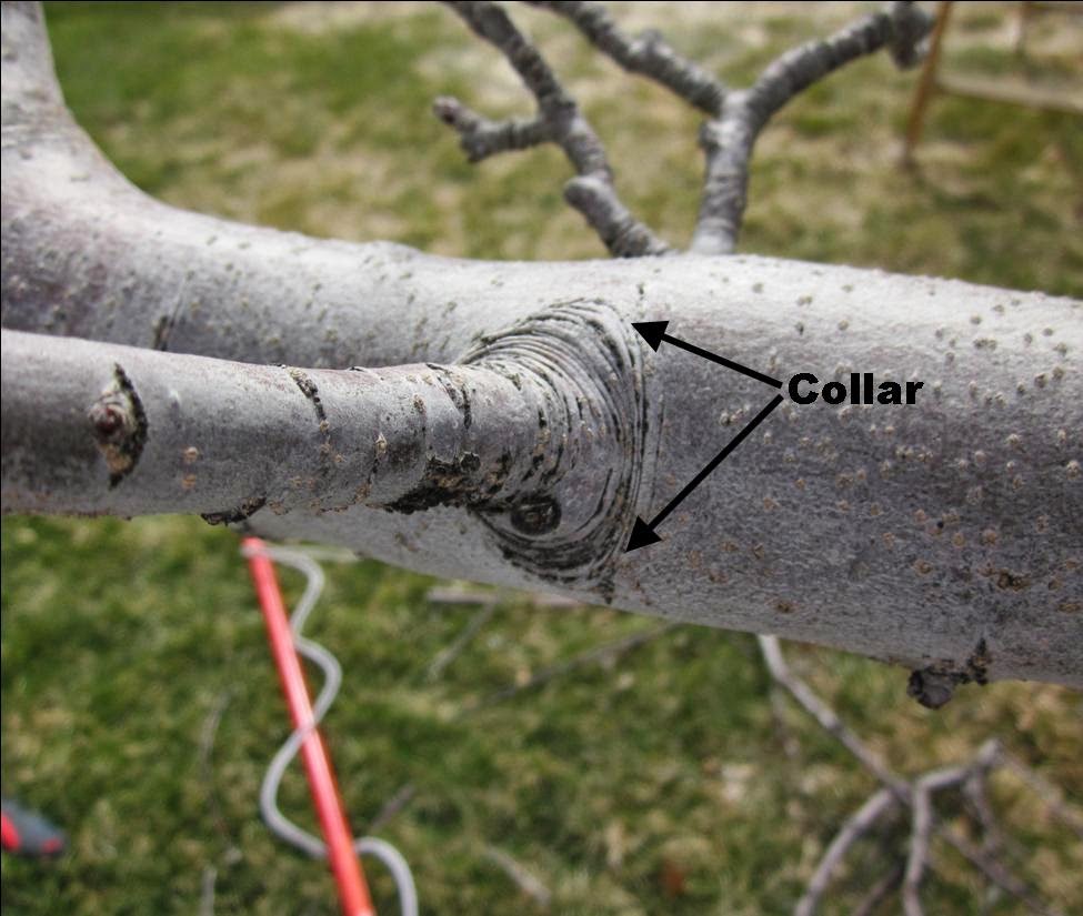 Fruit Tree Pruning at Its Best: Pruning