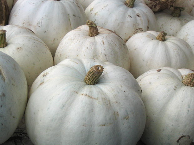 At home with Elaine: White pumpkins