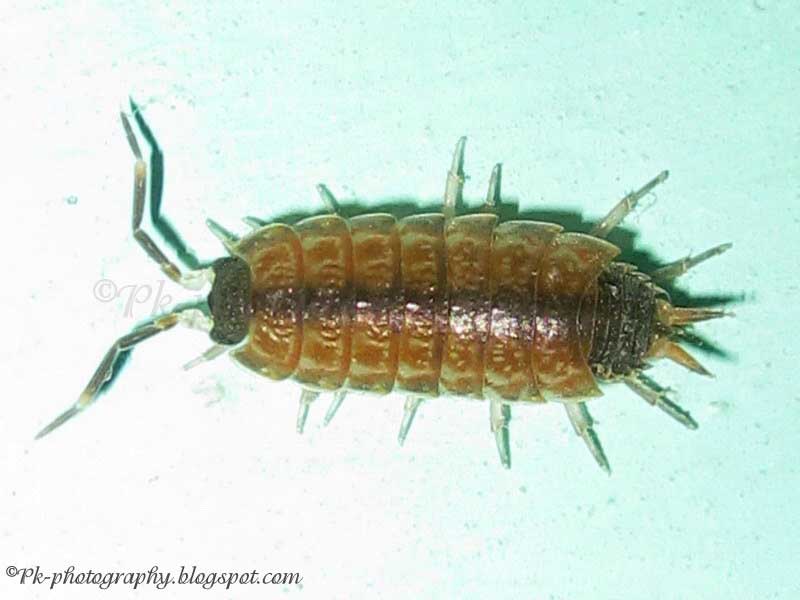 Woodlouse | Nature, Cultural, and Travel Photography Blog
