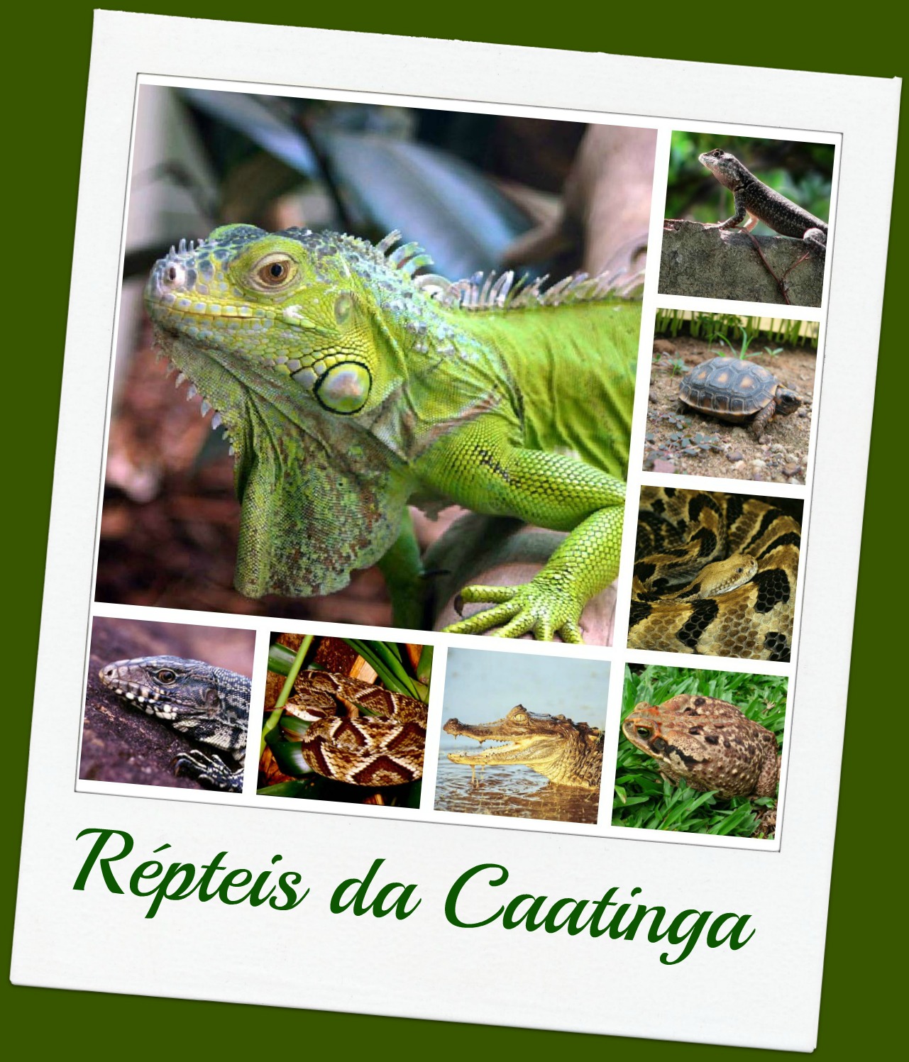VENTO NORDESTE: A SURPREENDENTE E BELA FAUNA DA CAATINGA