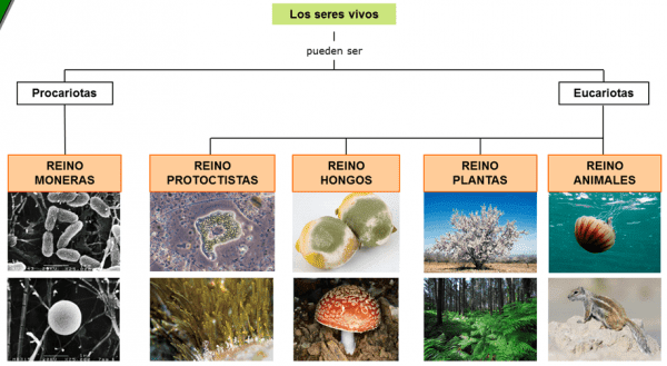 LOS REINOS DE LOS SERES VIVOS ~ MY ENGLISH AND SCIENCE