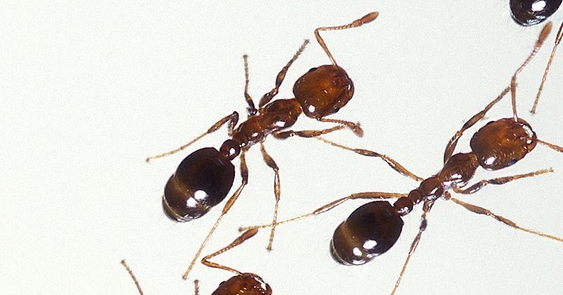 Fascinating Facts About Fire Ants