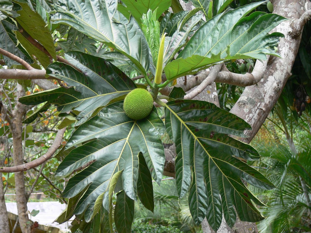 VIVERO HABITAT NATIVO: ARBOL DE PAN