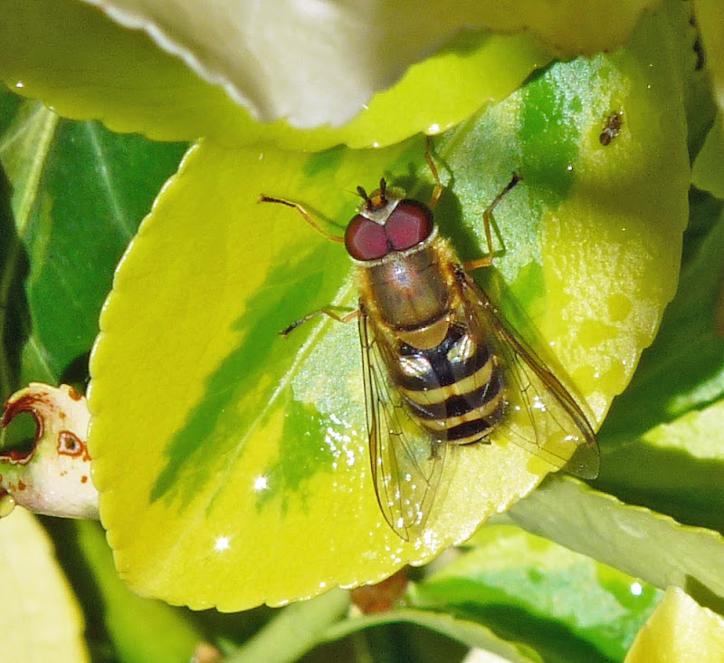 Wild and Wonderful: April 2012