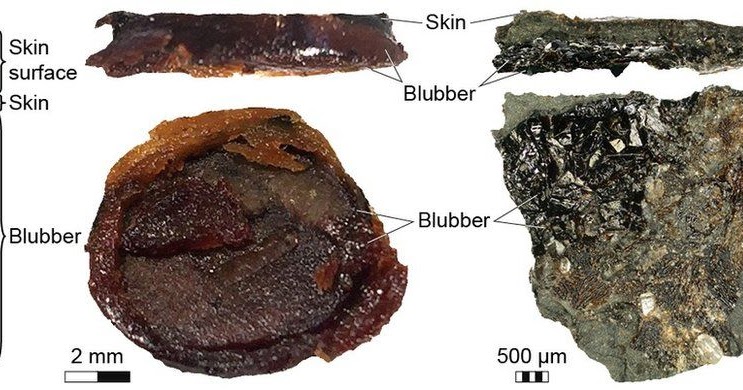 Dig Deeper: 3 Examples of Rapid Fossilization...