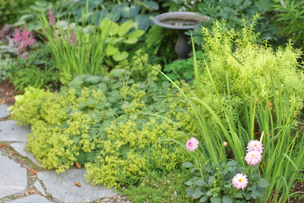 Chartreuse And Purple