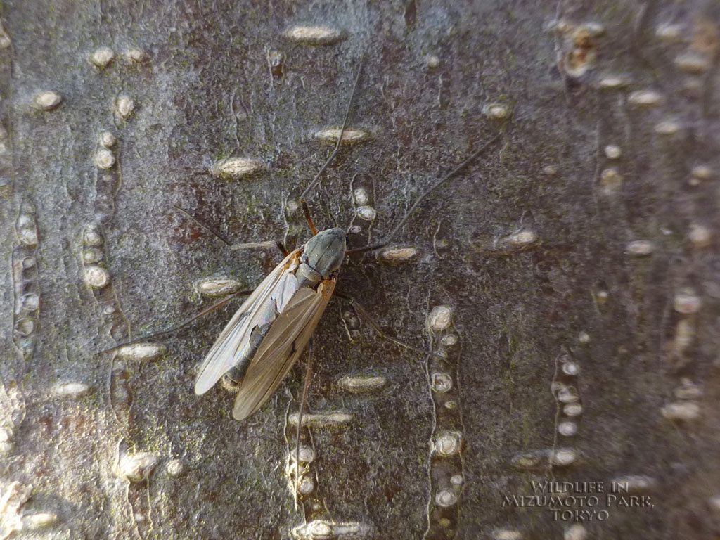 アカムシユスリカ Akamushi-yusurika Chironomid Midge-水元公園の生き物