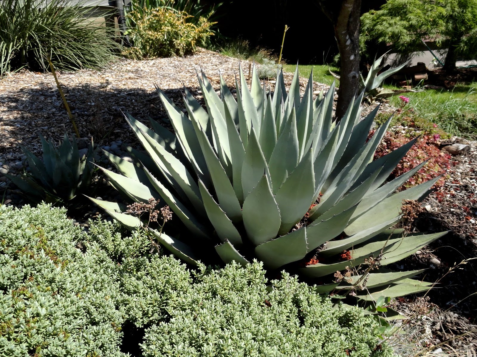 danger garden: Agave spotting...