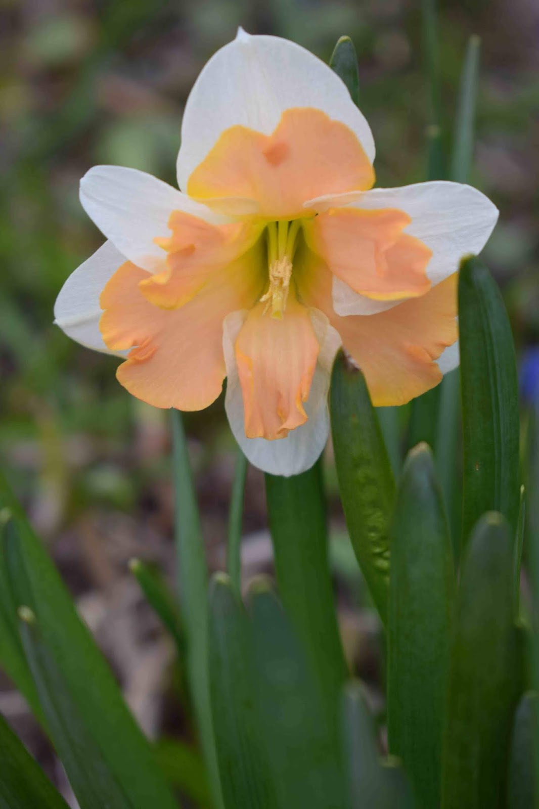 Rickardssons Rosor & Rabarber: Grodperspektiv