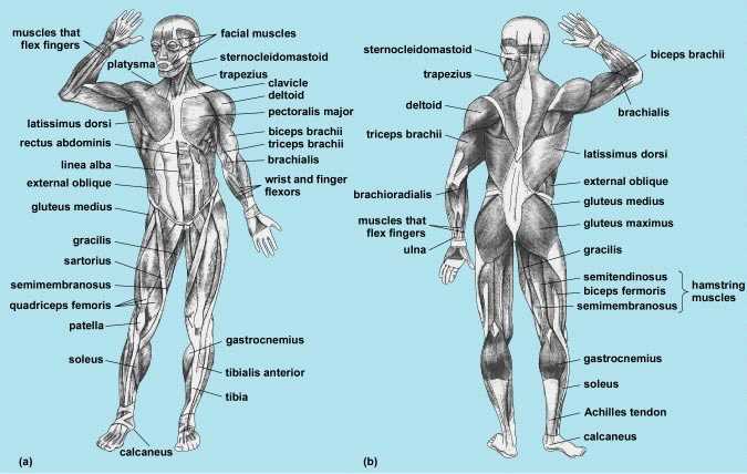Colten s Blog Organization Of The Body colten-s-blog-organization-of-the-body